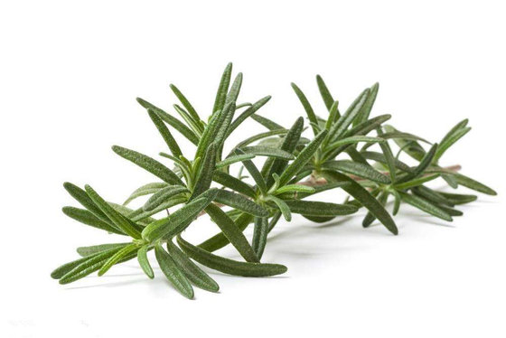 Sedation Organic Rosemary Extract , Natural Rosemary Leaf Extract For Antioxidants