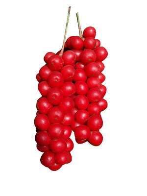 Enhance Liver Detoxification Fruit Extract Powder 9% Schizandrins Schisandra Extract