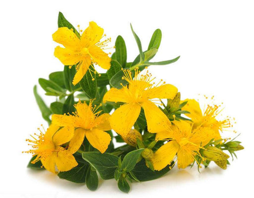 Herbal Extraction Plant , St John'S Wort Standardized Extract 0.3% Hypericin For Eliminating Stress