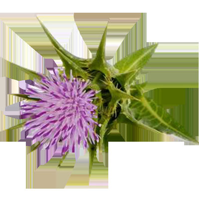 Light - Yellow Milk Thistle Plant Extract Powder Silymarin For Liver Protection