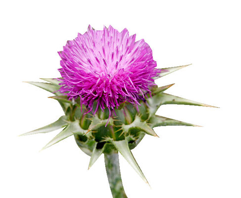 Light - Yellow Milk Thistle Plant Extract Powder Silymarin For Liver Protection