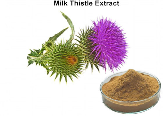 Light - Yellow Milk Thistle Plant Extract Powder Silymarin For Liver Protection