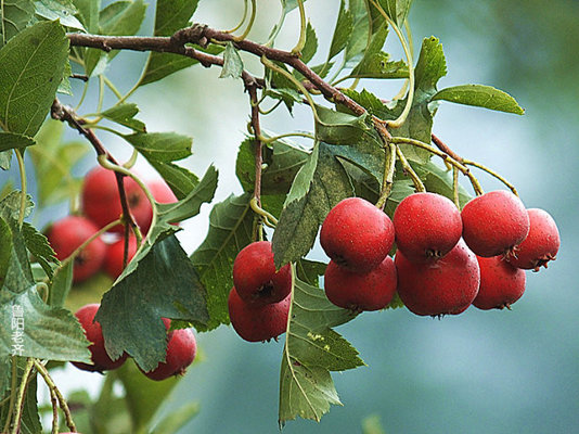 Hawthorn Leaf Plant Extract Powder 3% Vitexin Lowering Blood Pressure And Blood Fat