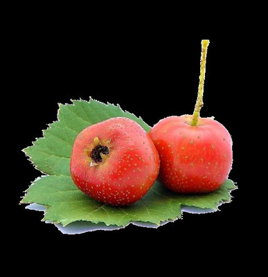 5% Flavonoids Hawthorn Extract For High Blood Pressure , Hawthorn Berry Extract Powder