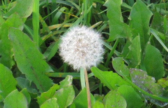 4% Flavonoids Organic Dandelion Root Extract , Dandelion Leaf Extract Anti - Inflammatory And Antiviral