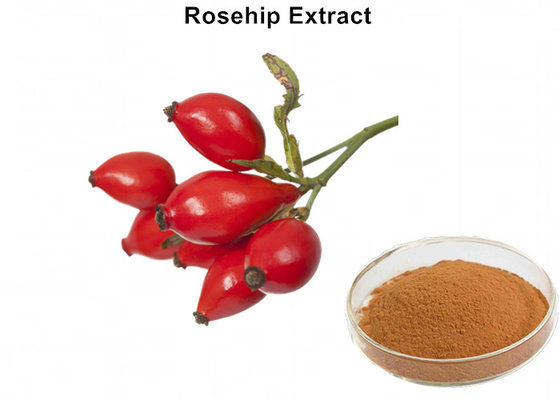 Anti Aging Fruit Extract Powder Anti Inflammatory Rosehip Extract Poplyphenols