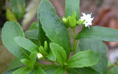 Rebaudioside A Natural Sweetener Powder Food Grade For Diabetes Treatment