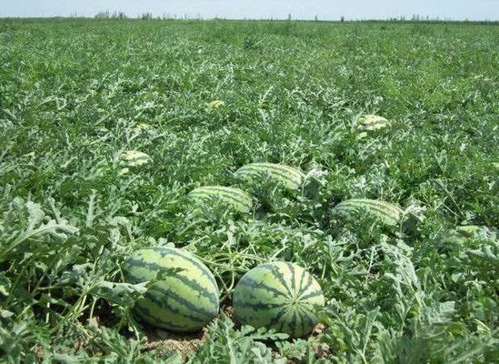 Natural Red Watermelon Fruit Juice Powder Organic Spray Dried No Additive For Drink