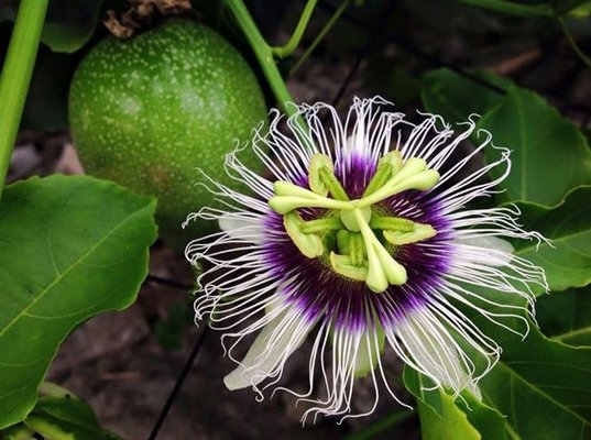 Custom Passionflower Fruit Juice Powder Improve Juice Taste And Scent For Food