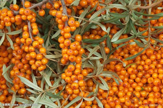 Healthy Seabuckthorn Fruit Juice Powder Good Water Solubility Promoting Wound Healing
