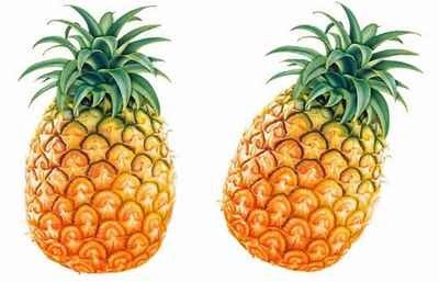 Fresh Pineapple Fruit Juice Powder Beverage Additive Into The Metabolism And Eliminate Fatigue