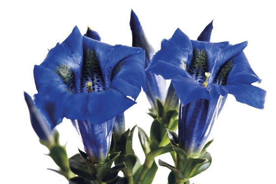 Liver Protection Gentiana Scabra Bunge , Healthy 98% Gentiopicroside Powder