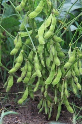 55% Protein Organic Plant Protein Powder Soybean Natural Organic Protein Powder