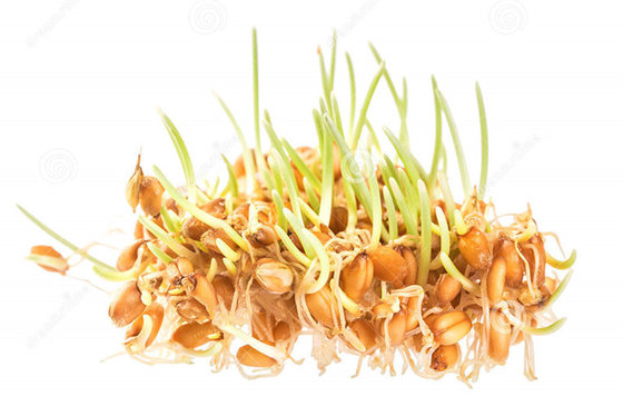 Bulk Malt Extract Plant Polysaccharides Food Grade For Natural Food Additives