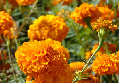 Eye Protection Natural Food Coloring Powder , 5% Marigold Flower Extract  Zeaxanthin Powder