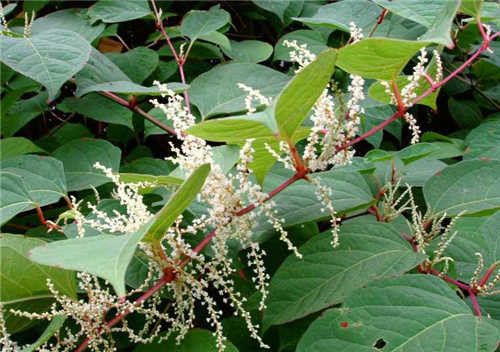 Natural Emodin Root Plant Extract Powder From Polygonum Cuspidatum As Laxative