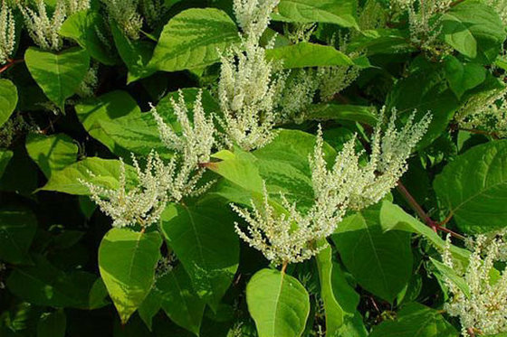 Natural Emodin Root Plant Extract Powder From Polygonum Cuspidatum As Laxative