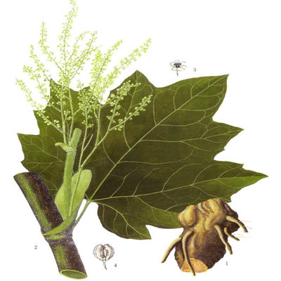 Natural Emodin Root Plant Extract Powder From Polygonum Cuspidatum As Laxative