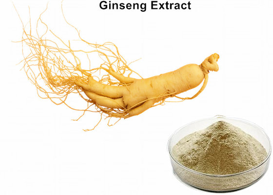 5% Ginsenosides Panax Ginseng Root Extract powder Anti-fatigue