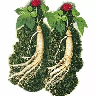 5% Ginsenosides Panax Ginseng Root Extract powder Anti-fatigue