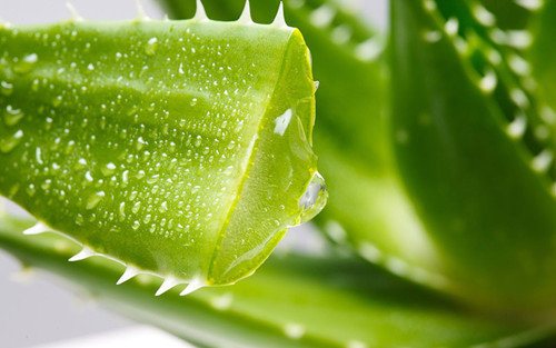 Water Soluble Aloe Vera Juice Powder Spray Dried, Pure Aloe Vera Powder Anti - Bacterial For Skin