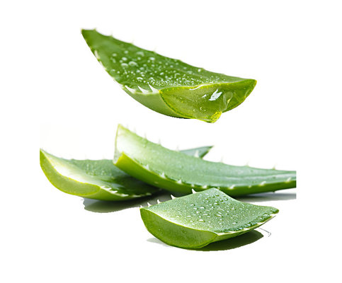 Natural 10:1 Aloe Vera Gel Powder , Organic Aloe Vera Powder For Skin And Hair Protection Products