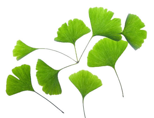Food Grade Ginkgo Biloba Bulk Powder, Organic Ginkgo Biloba Extract  Free Radical Scavenging