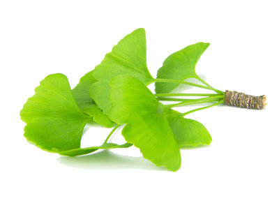 Water Soluble Ginkgo Biloba Leaf Extract Powder Solubility 5g / 100ml For Beverage