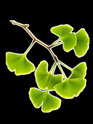 Water Soluble Ginkgo Biloba Leaf Extract Powder Solubility 5g / 100ml For Beverage