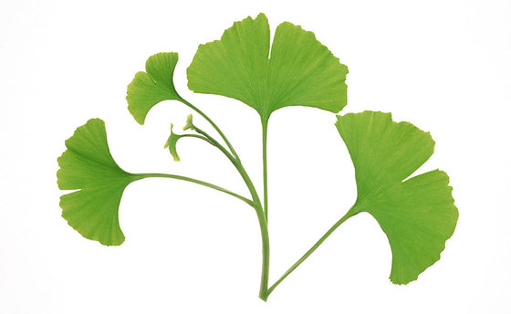 Water Soluble Ginkgo Biloba Leaf Extract Powder Solubility 5g / 100ml For Beverage