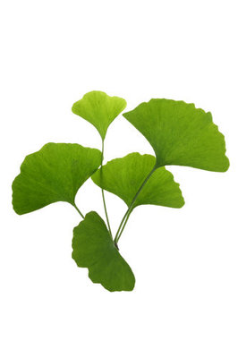 24% Flavone Glycosides Ginkgo Biloba Leaf Extract Powder For Pharmaceuticals