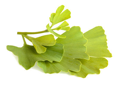 Low Ginkgolic Acid Ginkgo Biloba Leaf Extract Powder Effective Dilate Blood Vessels
