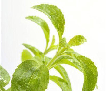 Zero Calorie Natural Sweetener Powder 95% Total Steviol Glycosides Stevia Leaf Extract Powder