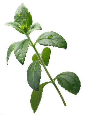 80% Glucosyl Stevioside Organic Herbal Extracts , White Powder Stevia Leaf Extract No Bitterness