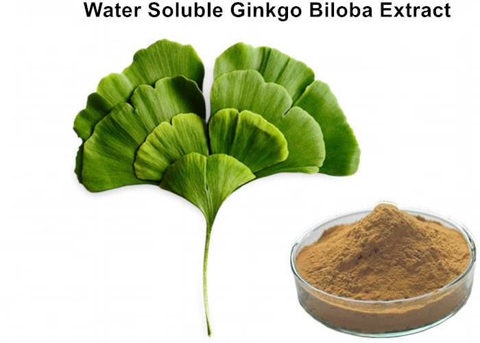 Water Soluble Ginkgo Biloba Leaf Extract Powder Solubility 5g / 100ml For Beverage