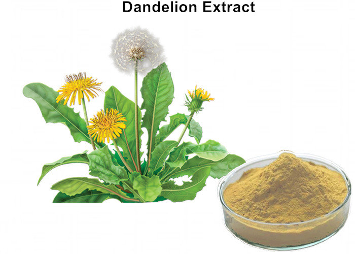 4% Flavonoids Organic Dandelion Root Extract , Dandelion Leaf Extract Anti - Inflammatory And Antiviral