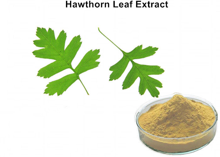 Hawthorn Leaf Plant Extract Powder 3% Vitexin Lowering Blood Pressure And Blood Fat