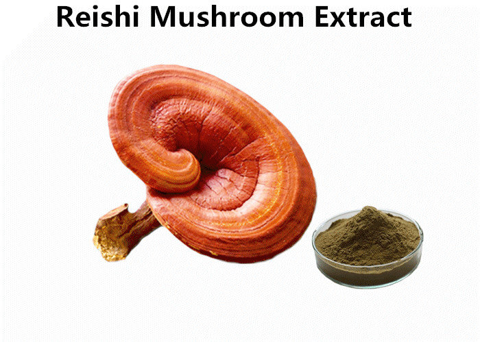 Red Reishi Mushroom Polysaccharides Extract Powder Supports Immune Health Function