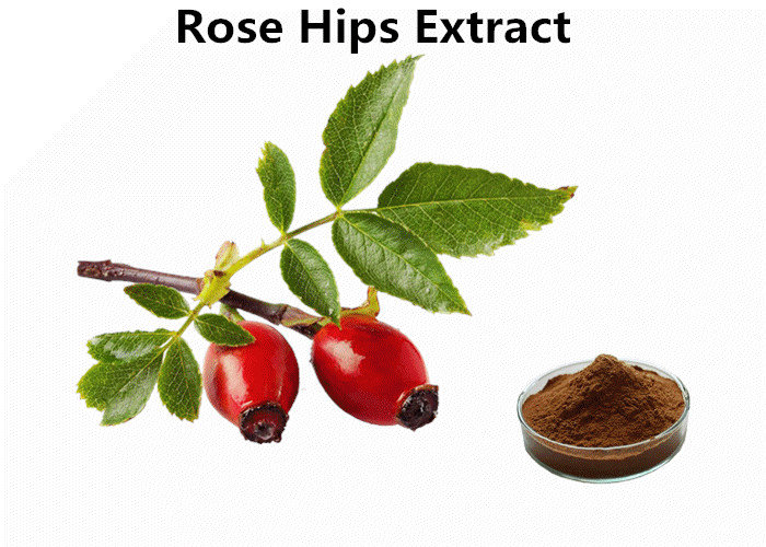 Standard Fruit Extract Powder Herbal Extract Water Extracted Rose Hips Extract Powder
