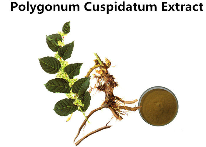 50% Trans - Resveratrol Natural Plant Extracts Polygonum Cuspidatum Extract Powder