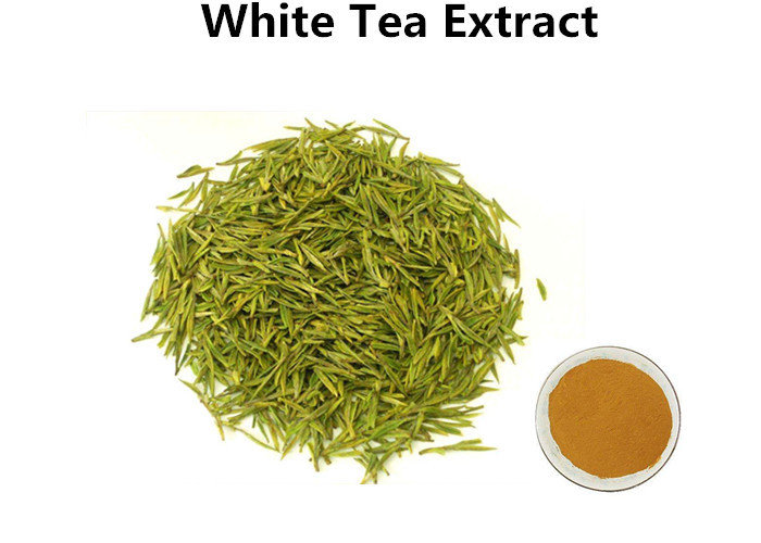 White Tea Leaf Extract Treating Measles, 30% Polyphenols White Tea Extract For Skin