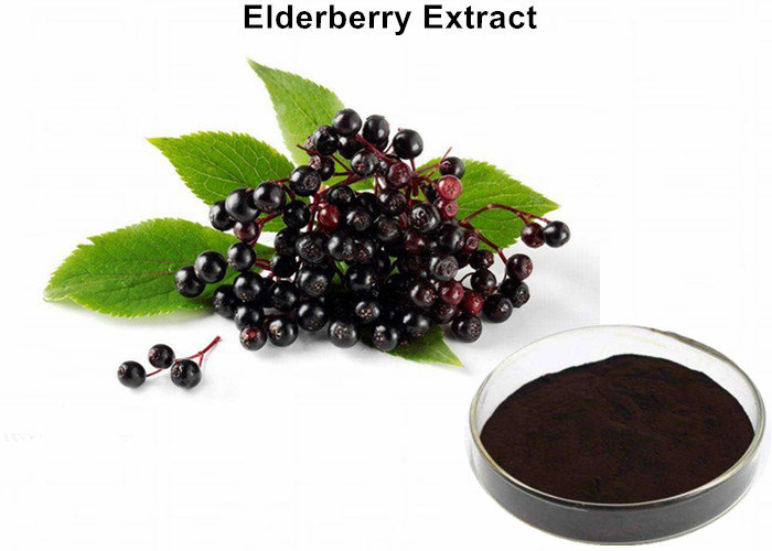 Elderberry Fruit Anthocyanin Extract Powder 25% Anthocyanins UV Diuretic And Stop Bleeding