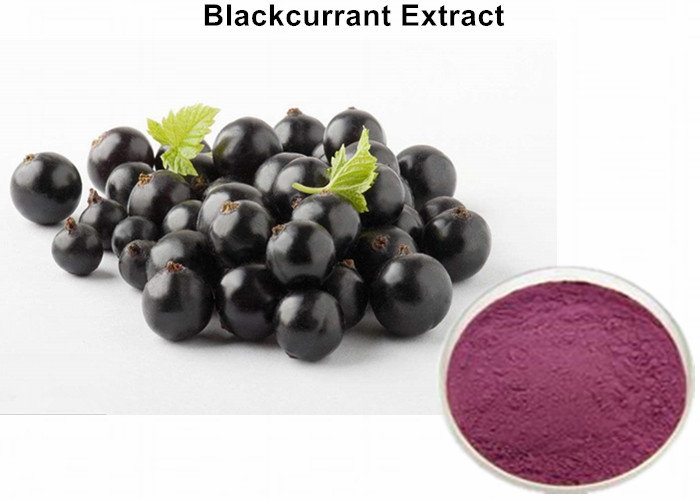 Natural Blackcurrant  Anthocyanin Extract Powder UV Improving Immunity Non - GMO