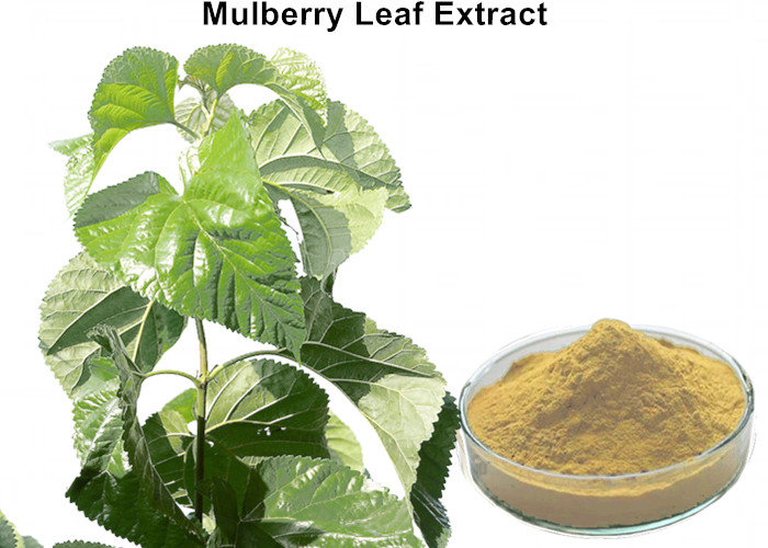 White Mulberry Leaf Extract Powder , Organic Mulberry Leaf Extract Weight Loss