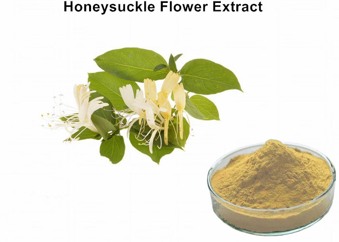 Honeysuckle Flower Plant Extract Powder With 5% Chlorogenic Acid Antibacterial Anti - Inflammatory