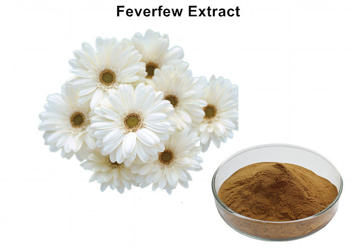 Feverfew Plant Extract Powder 0.3% - 0.8% Parthenolide Curing Fever Anti - Tumor