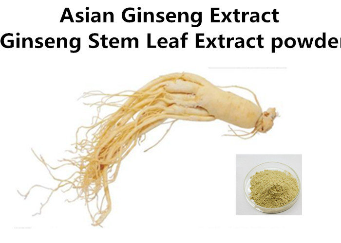 High Standard  Pure Asian Ginseng Extract Powder , Stem & Leaf Ginseng Root Extract
