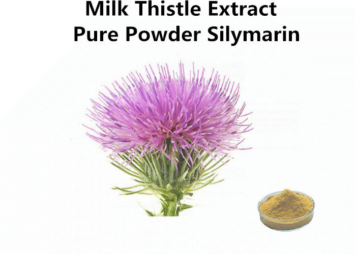 Light - Yellow Milk Thistle Plant Extract Powder Silymarin For Liver Protection