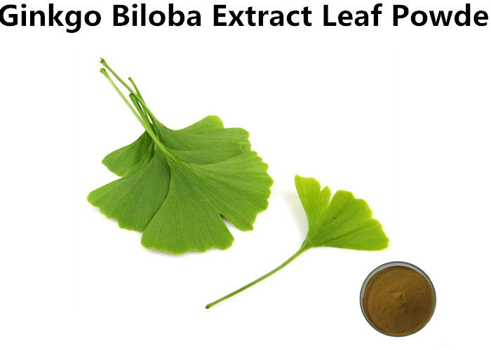 24% Flavone Glycosides Ginkgo Biloba Leaf Extract Powder For Pharmaceuticals
