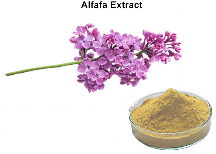 Alfafa Plant Extract Powder 5% Flavonoids UV Lowering Blood Fat Chloresterol And Diuretic